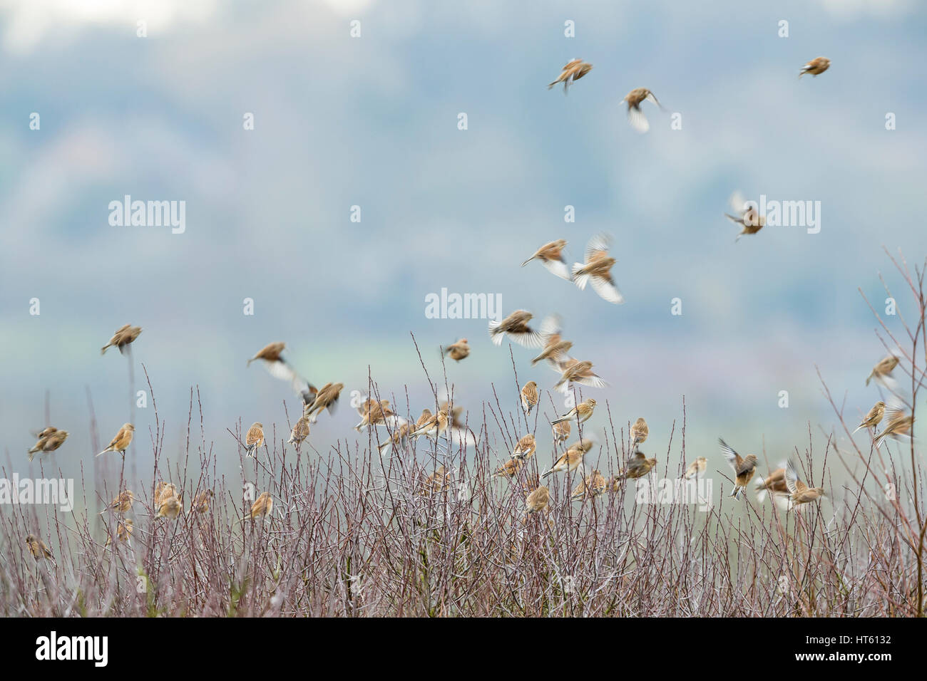 Otmoor uk hi-res stock photography and images - Alamy