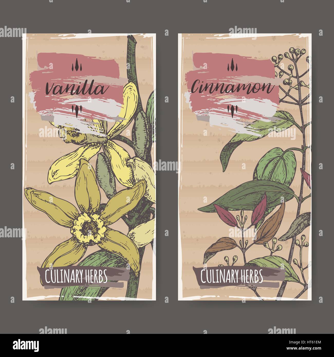 Two labels with Vanilla, Cinnamon color sketch. Culinary herbs ...