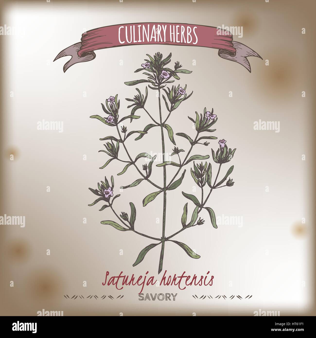 Summer savory color vector hand drawn sketch Stock Vector Image & Art ...