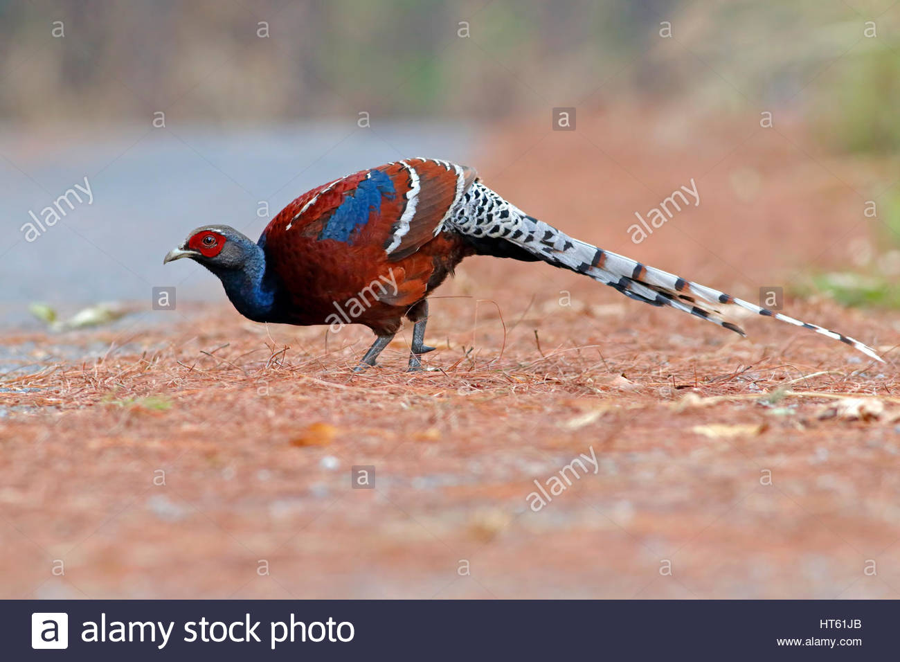 Syrmaticus Stock Photos & Syrmaticus Stock Images - Alamy