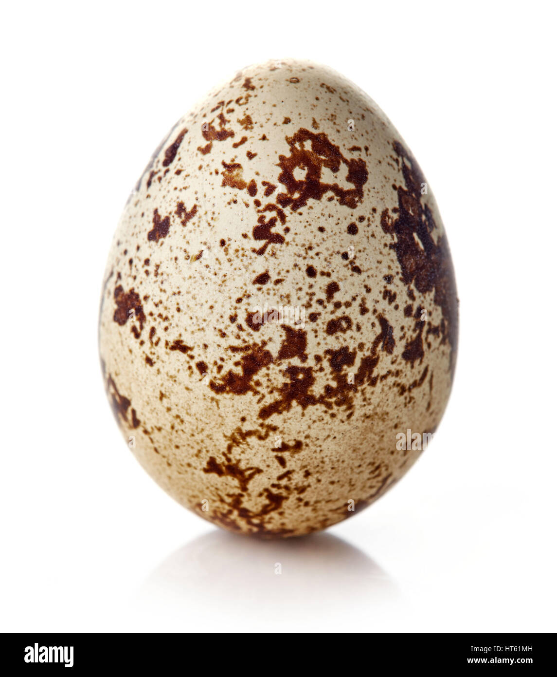 Quail egg isolated on white background Stock Photo - Alamy