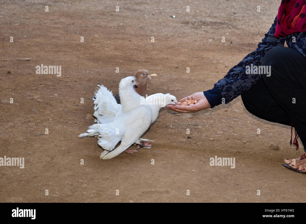Hand feeding exotic pigeons Stock Photo - Alamy
