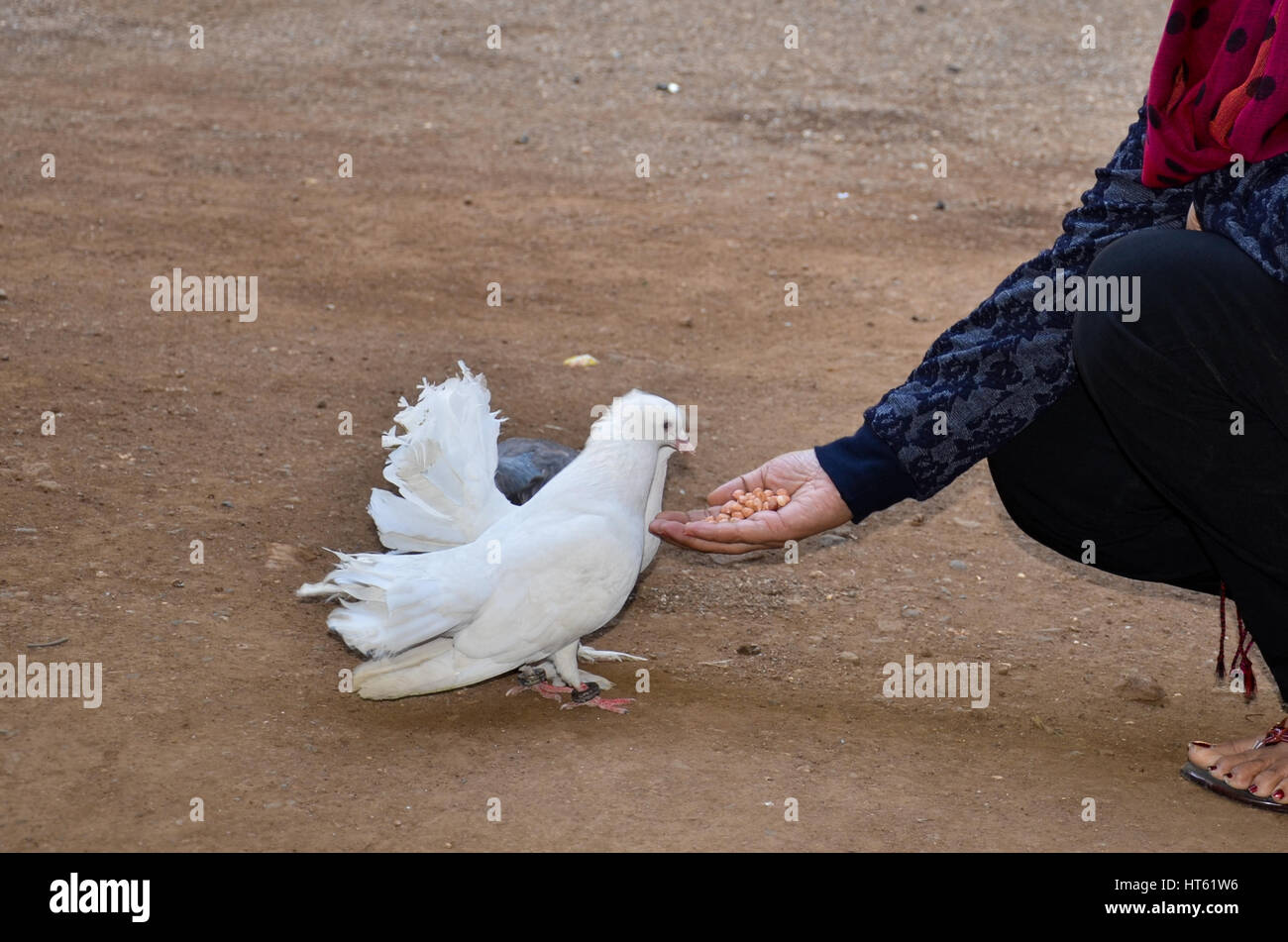 Hand feeding exotic pigeons Stock Photo - Alamy