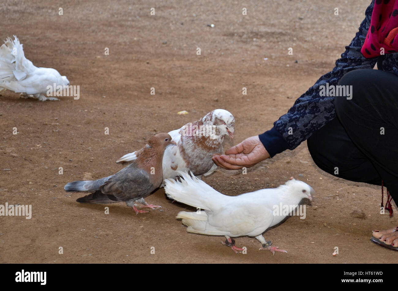 Hand feeding exotic pigeons Stock Photo - Alamy