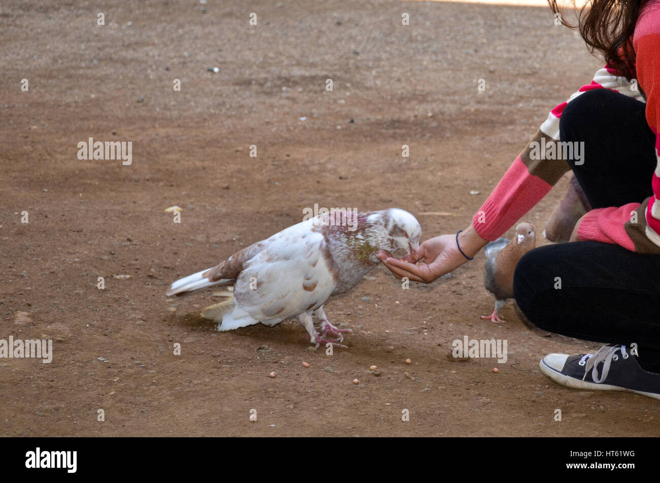 Hand feeding exotic pigeons Stock Photo - Alamy