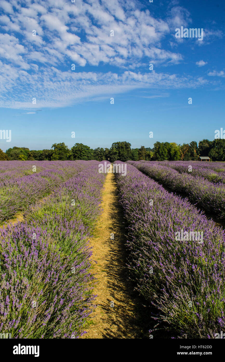 Lanvender Field, Taken at Mayfield Lavender, Banstead Stock Photo - Alamy