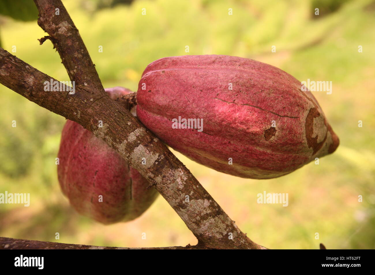 a cacao plantation and Landscape in central Bali on the island Bali in ...