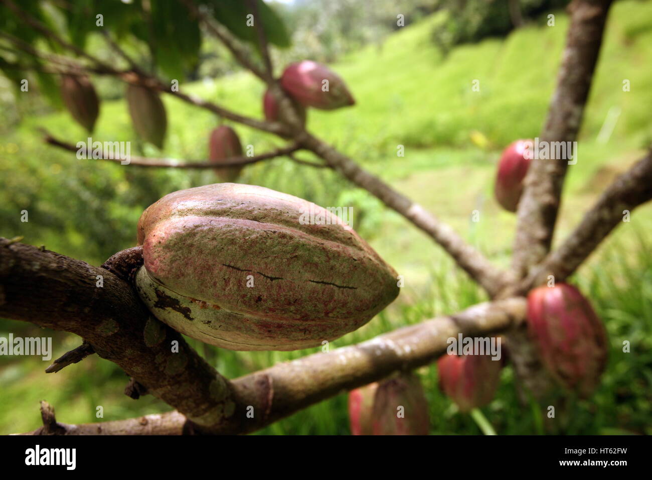 a cacao plantation and Landscape in central Bali on the island Bali in ...