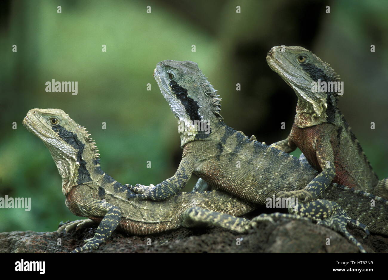 green leguan on the island Bali in indonesia in southeastasia Stock ...