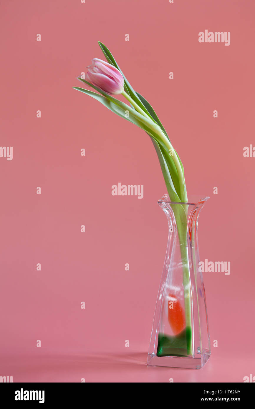 single Pink tulip with glass vase isolated Stock Photo - Alamy