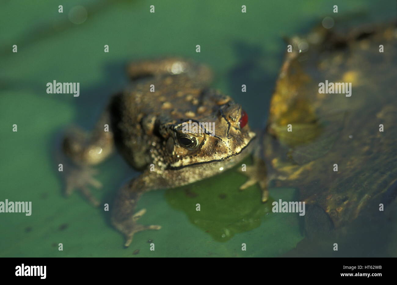 green frog on the island Bali in indonesia in southeastasia Stock Photo ...