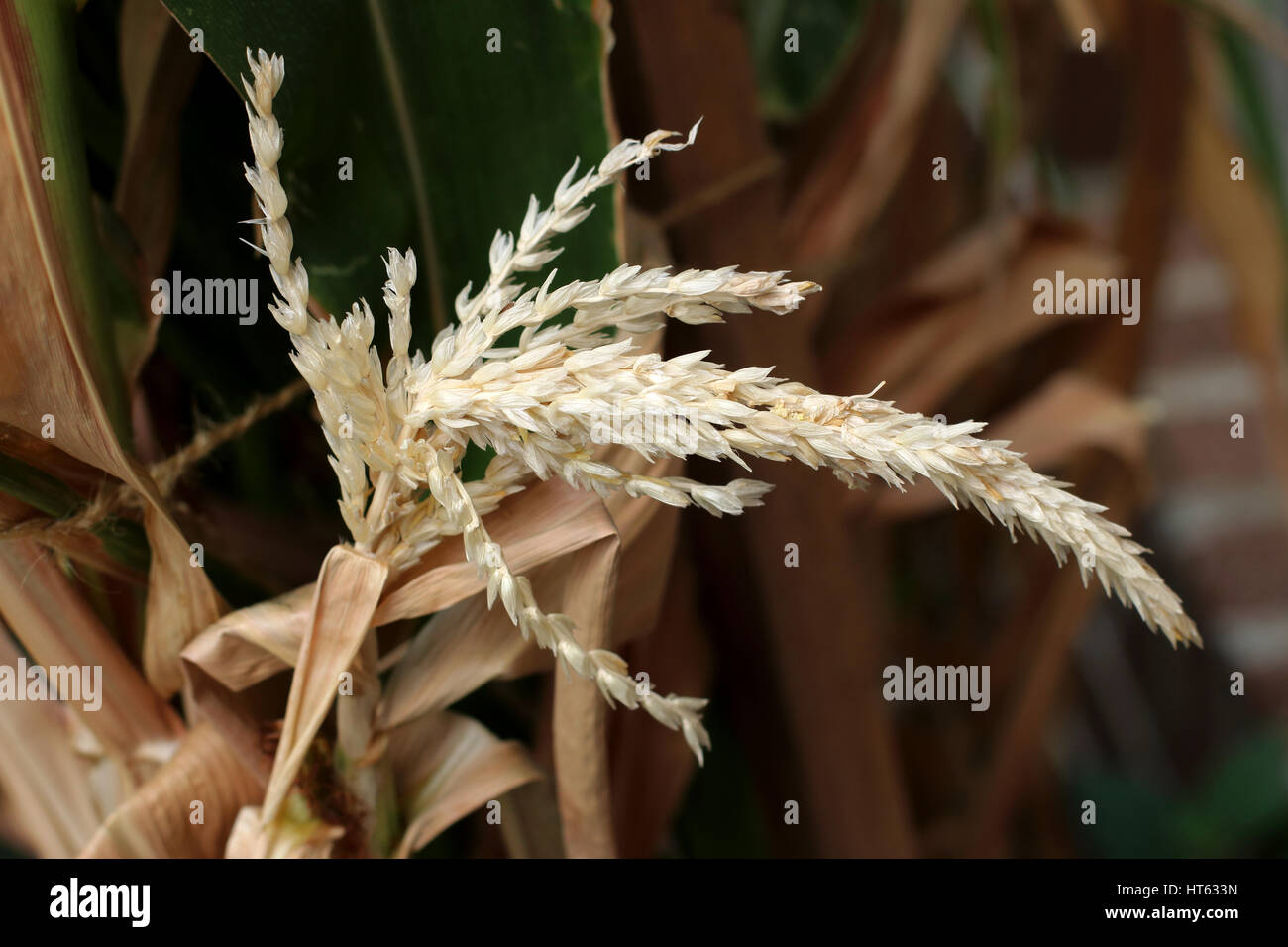 Maize flower hi-res stock photography and images - Alamy