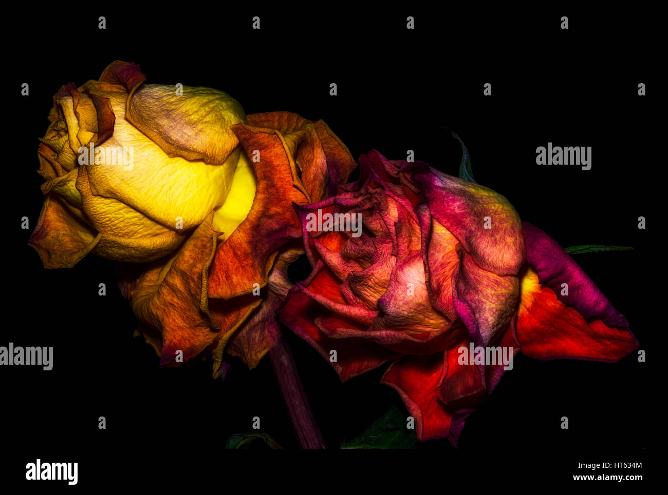Fantasy portrait of an aged golden red rose couple,black background ...