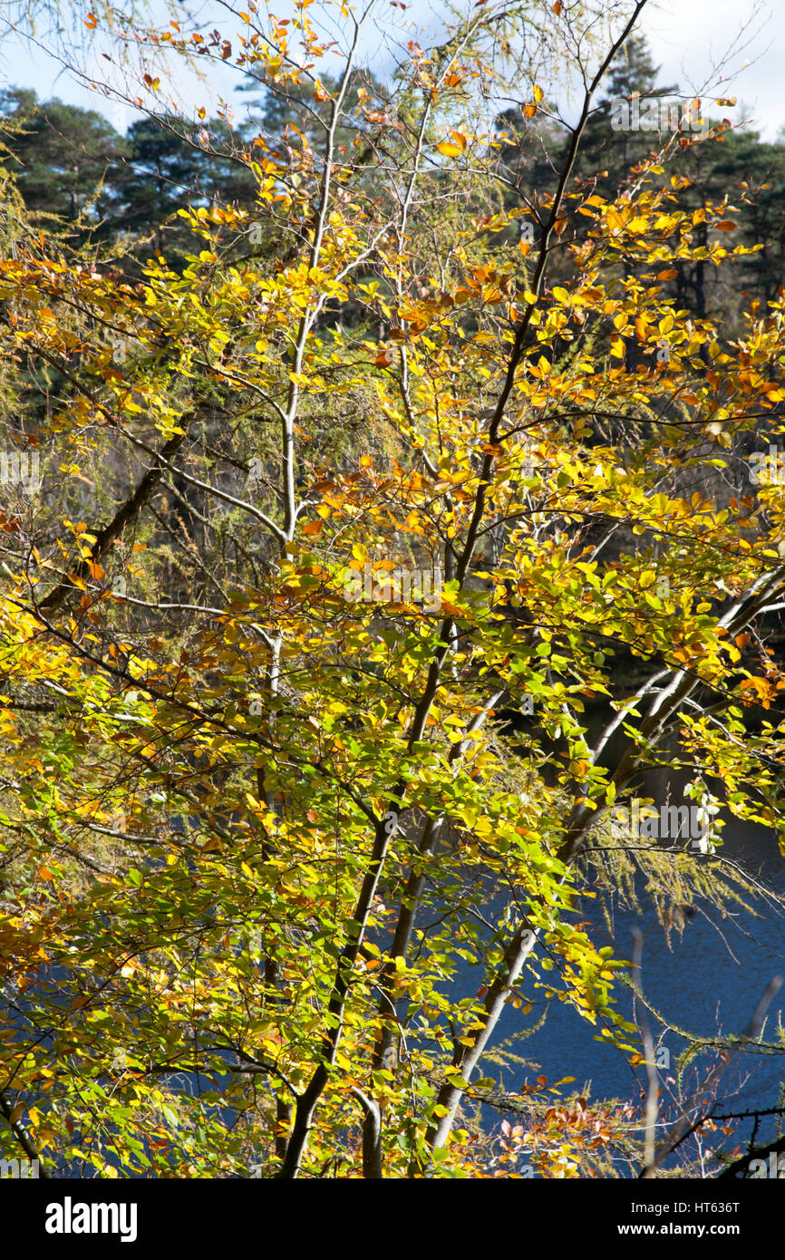 Shoreline autumnal trees in colour hi-res stock photography and images ...