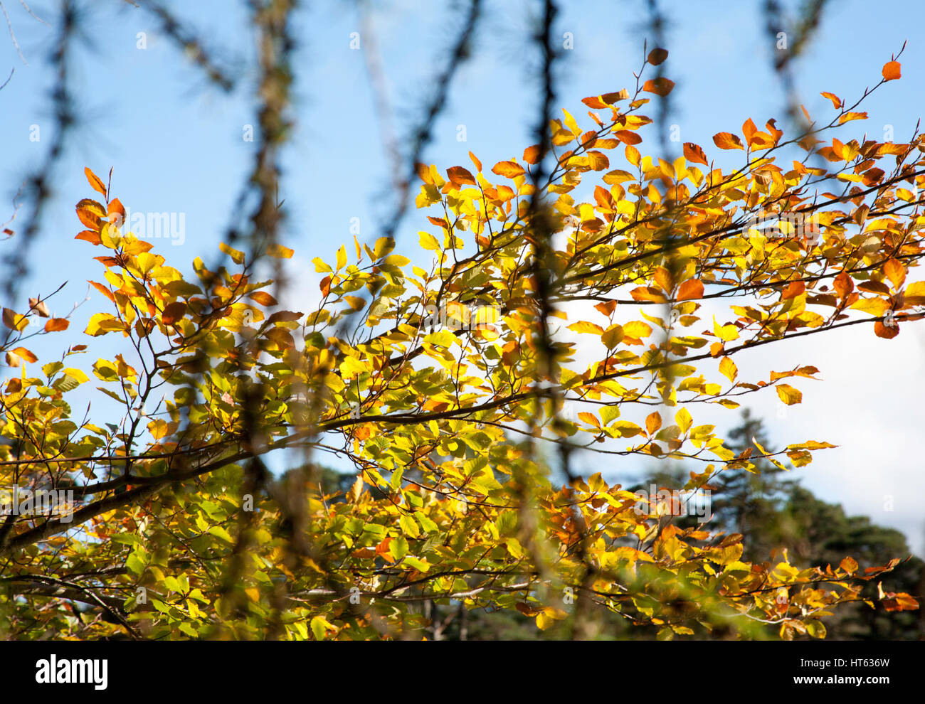 Beech Tree and leaves in full autumn colour by the shoreline of Tarn ...
