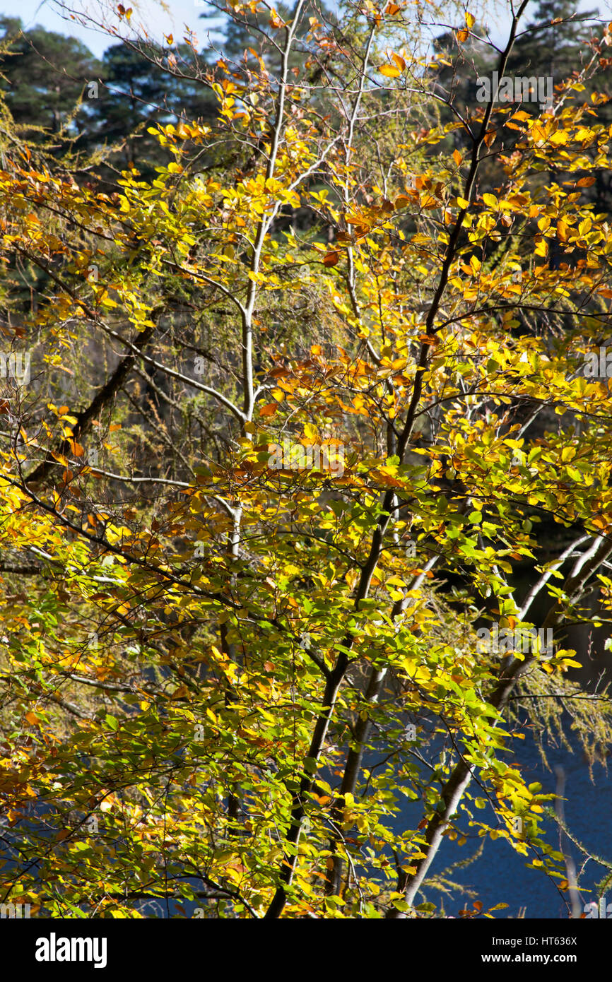 English tree with leaves hi-res stock photography and images - Alamy