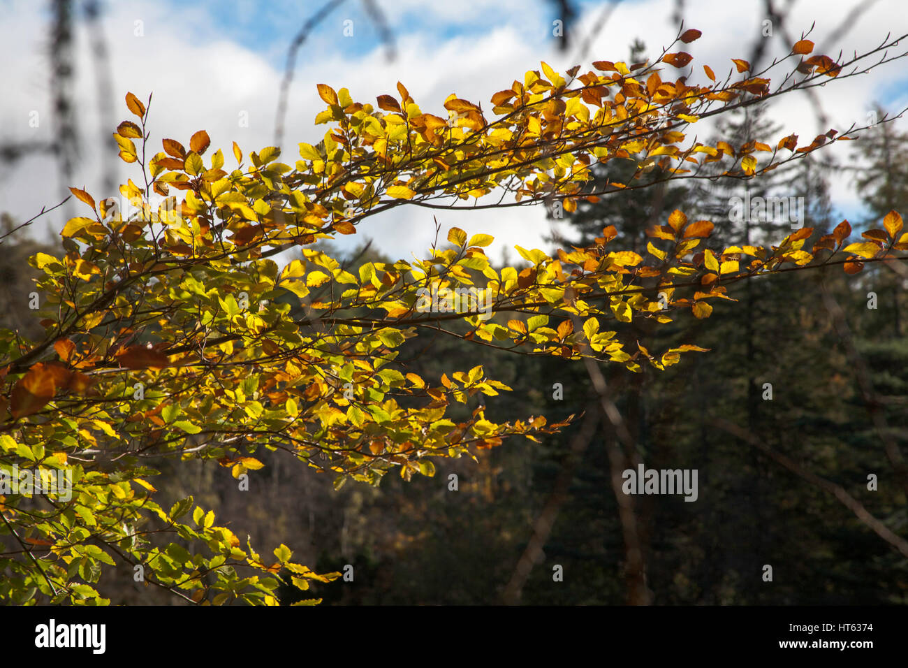 Shoreline autumnal trees in colour hi-res stock photography and images ...