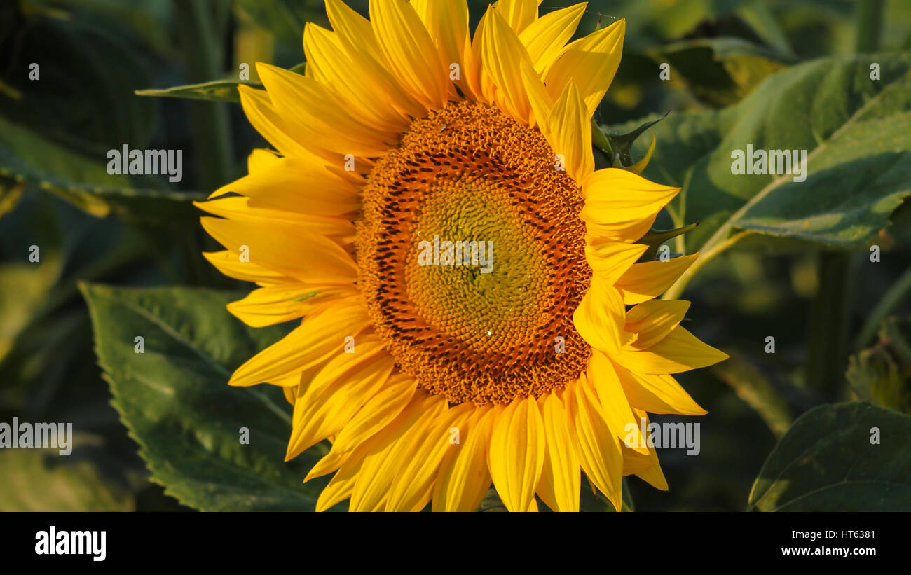 Pure yellow hi-res stock photography and images - Alamy