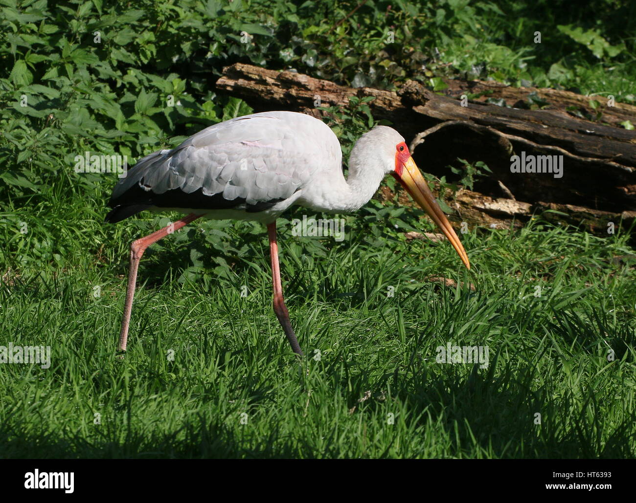 Mature African Yellow-billed stork (Mycteria ibis Stock Photo - Alamy