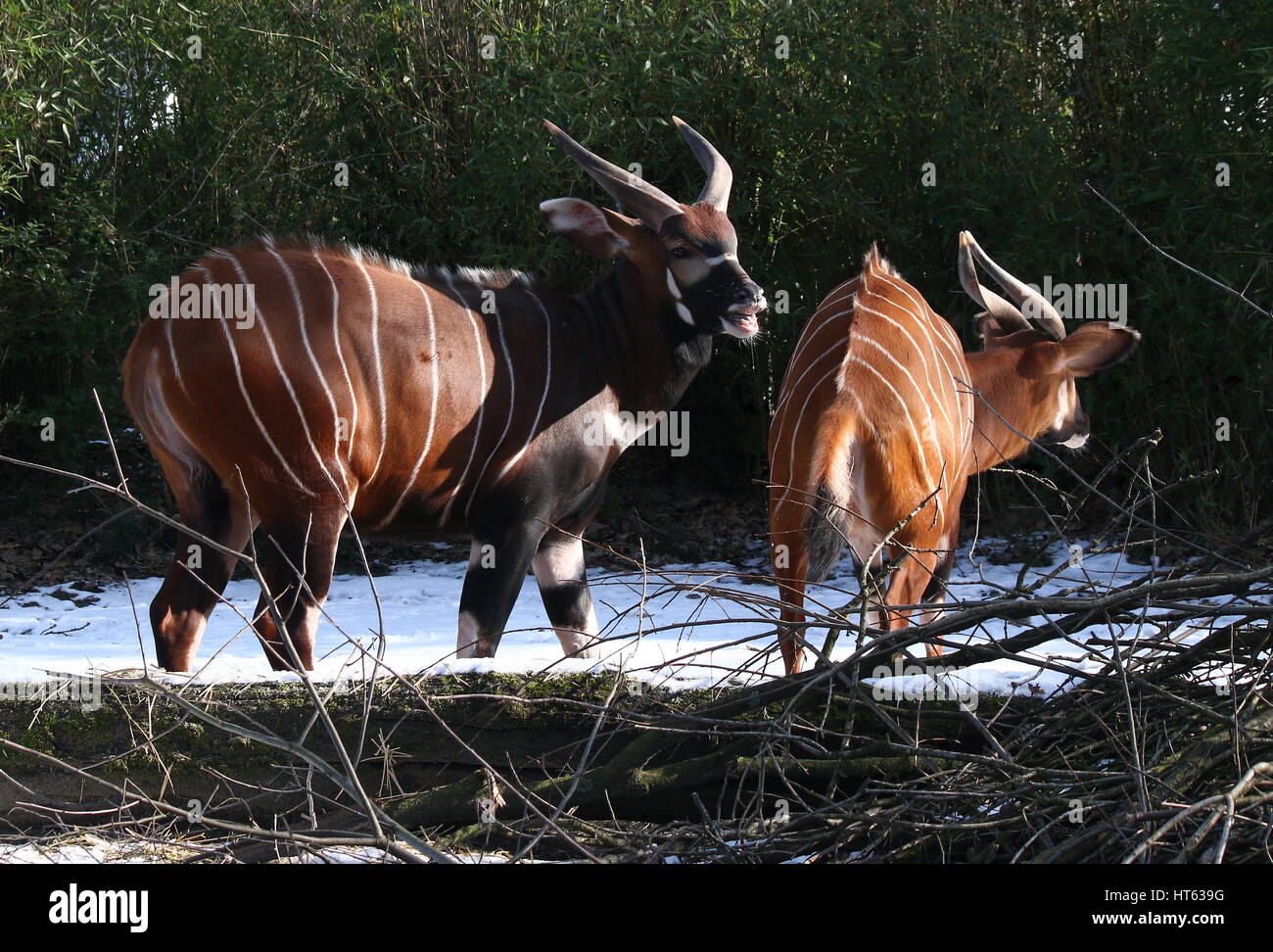 Excited male East African Bongo antelope (Tragelaphus eurycerus) with a ...
