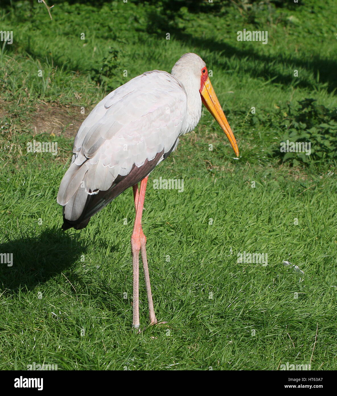 African bird yellow legs hi-res stock photography and images - Alamy