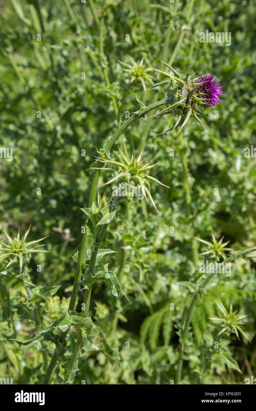 Tall thistle carduus acanthoides hi-res stock photography and images ...