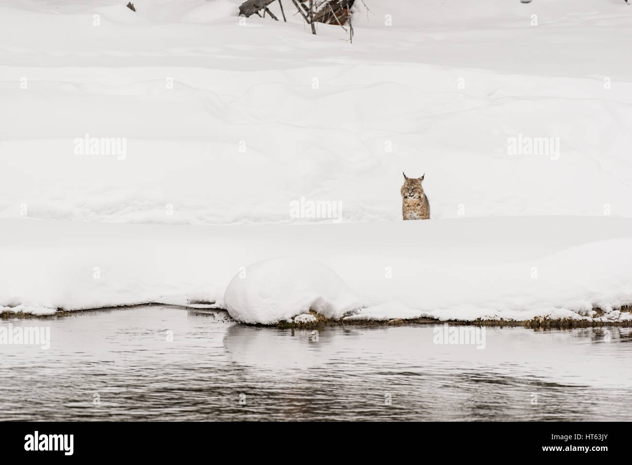American Bobcat Winter Hunting High Resolution Stock Photography and ...