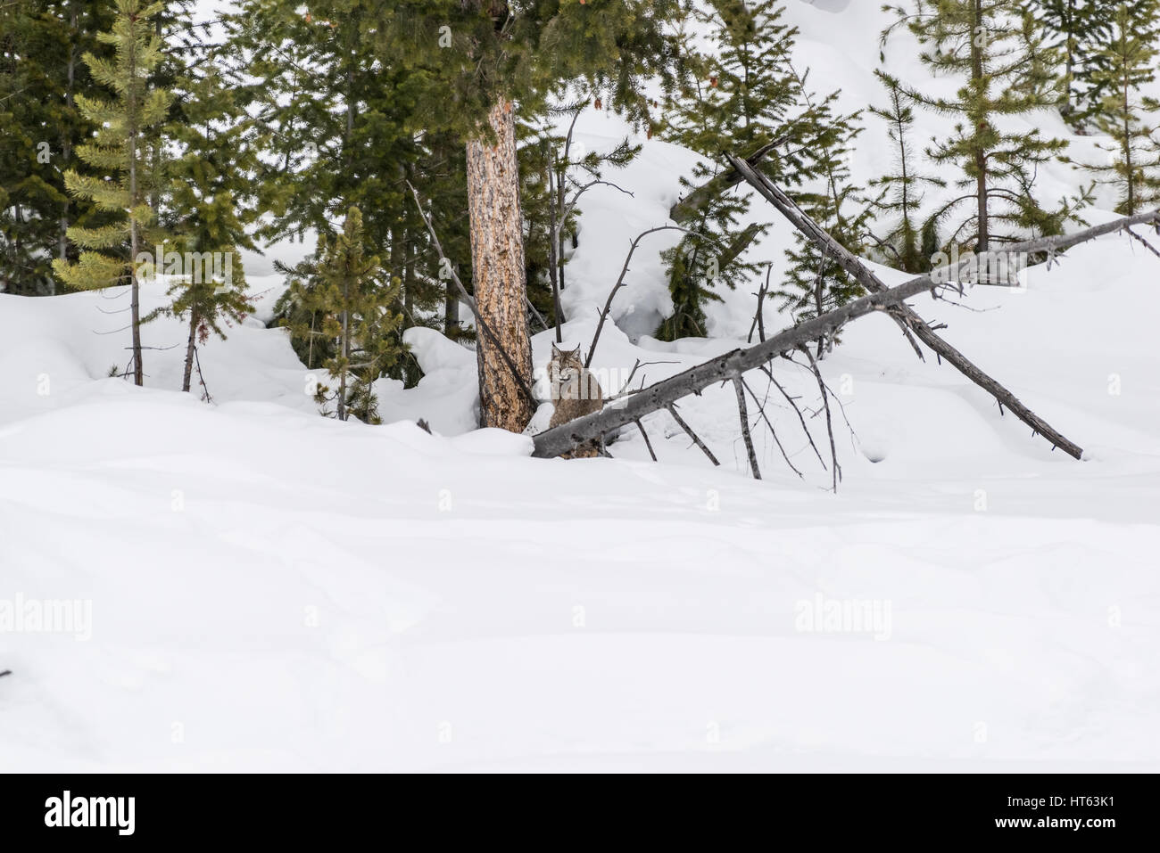 Madison river near west hi-res stock photography and images - Alamy
