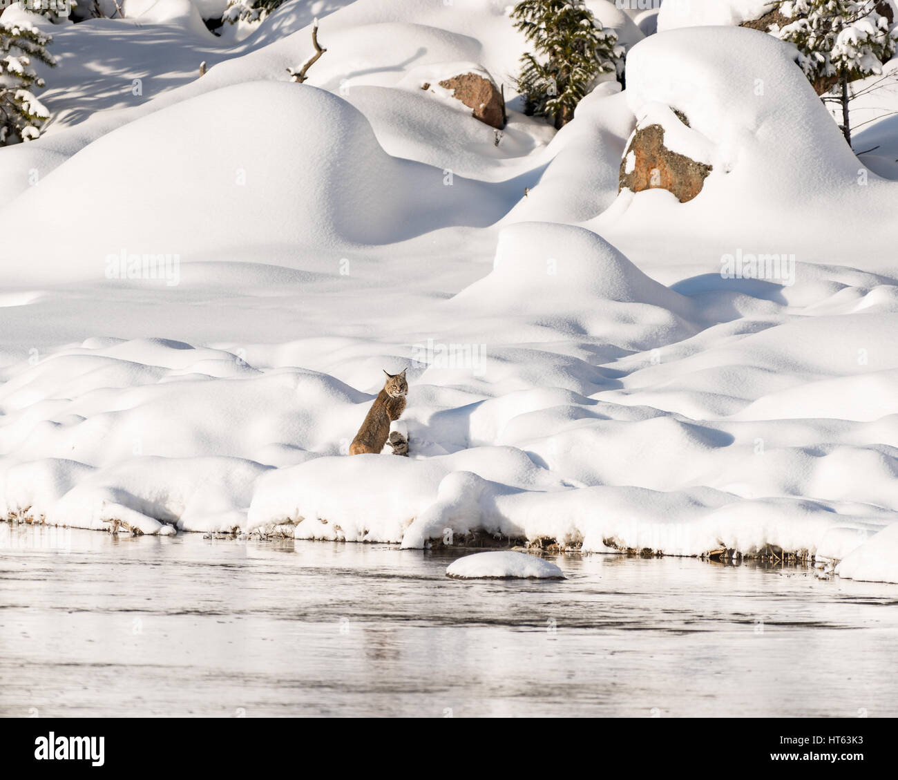 Bobcat near Madison River in Yellowstone Natcional Park Stock Photo - Alamy