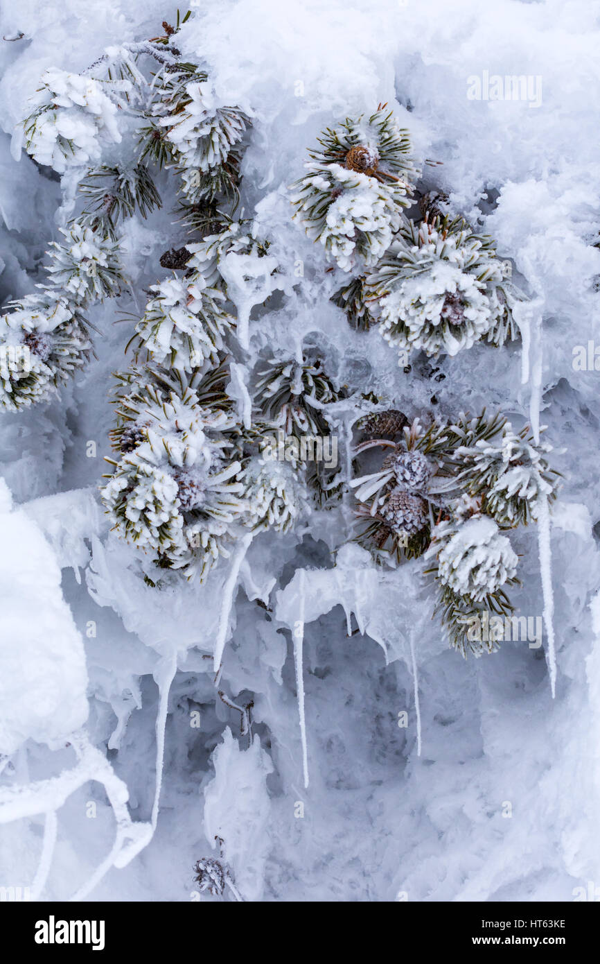 Snowy, icey pine tree branches with pine cones encapsulated by the ...