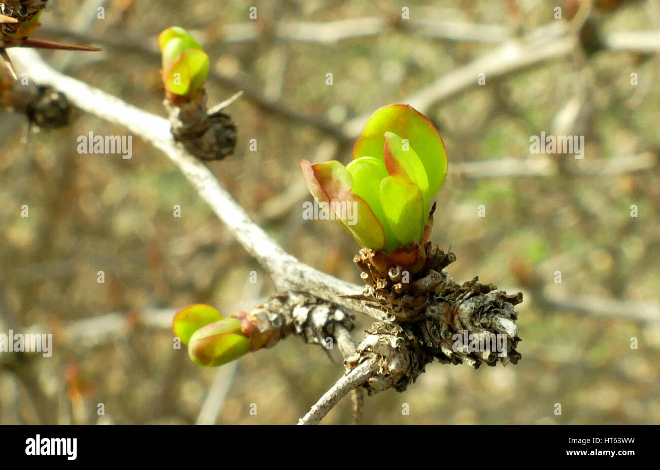 Bud on a tree on a sunny spring day, macro shot Stock Photo - Alamy
