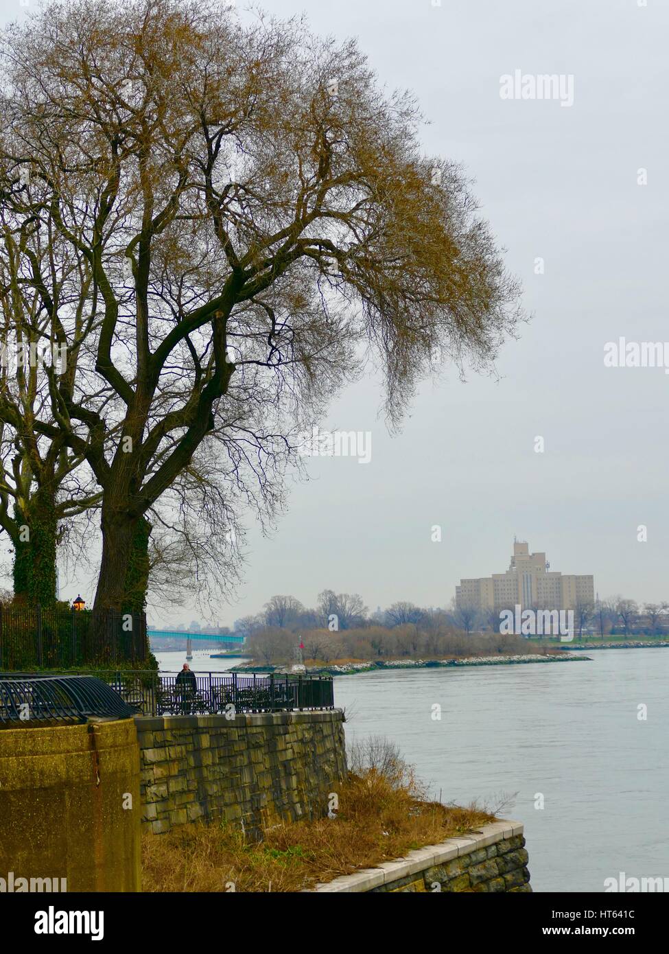 Tall trees with full crowns line the edge of the East River while a ...
