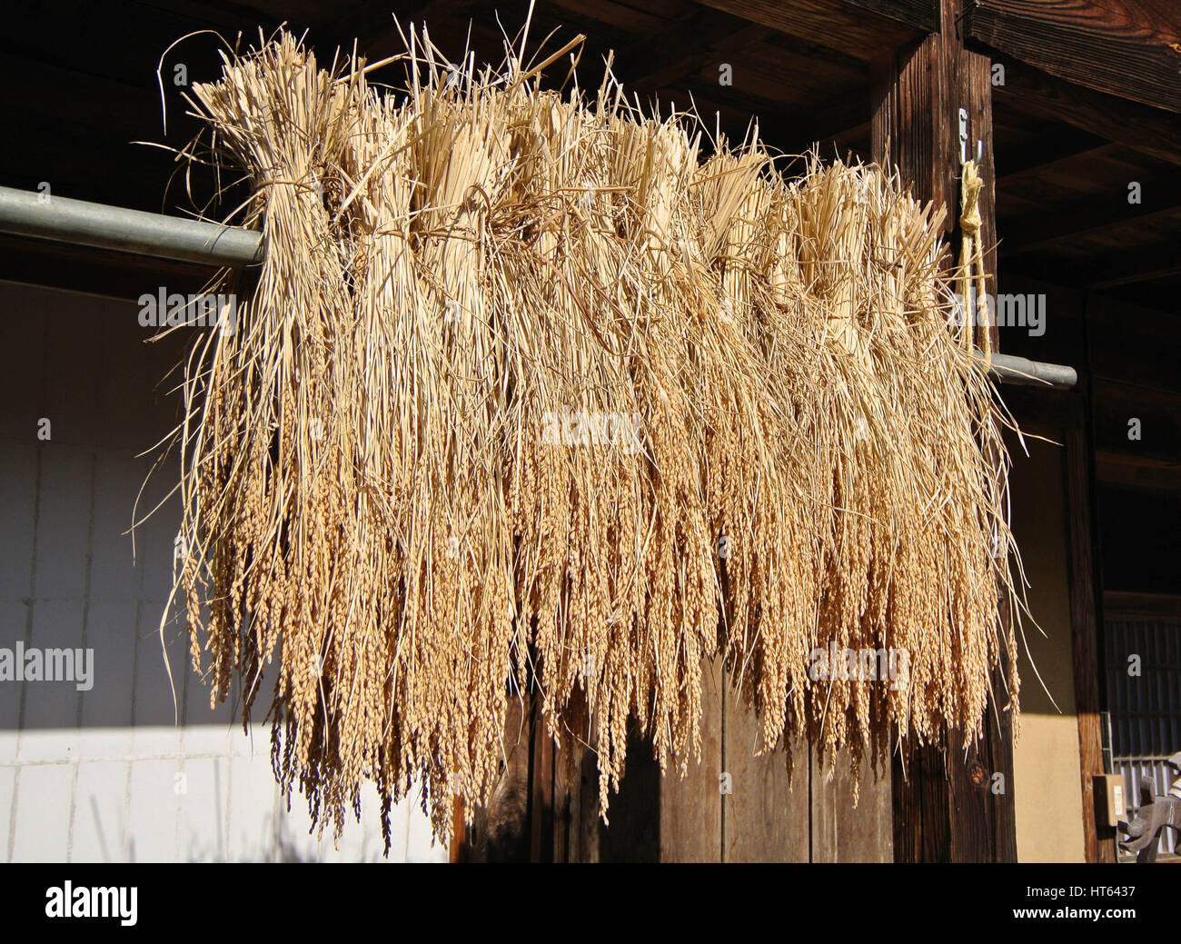 Hanging rice hi-res stock photography and images - Alamy