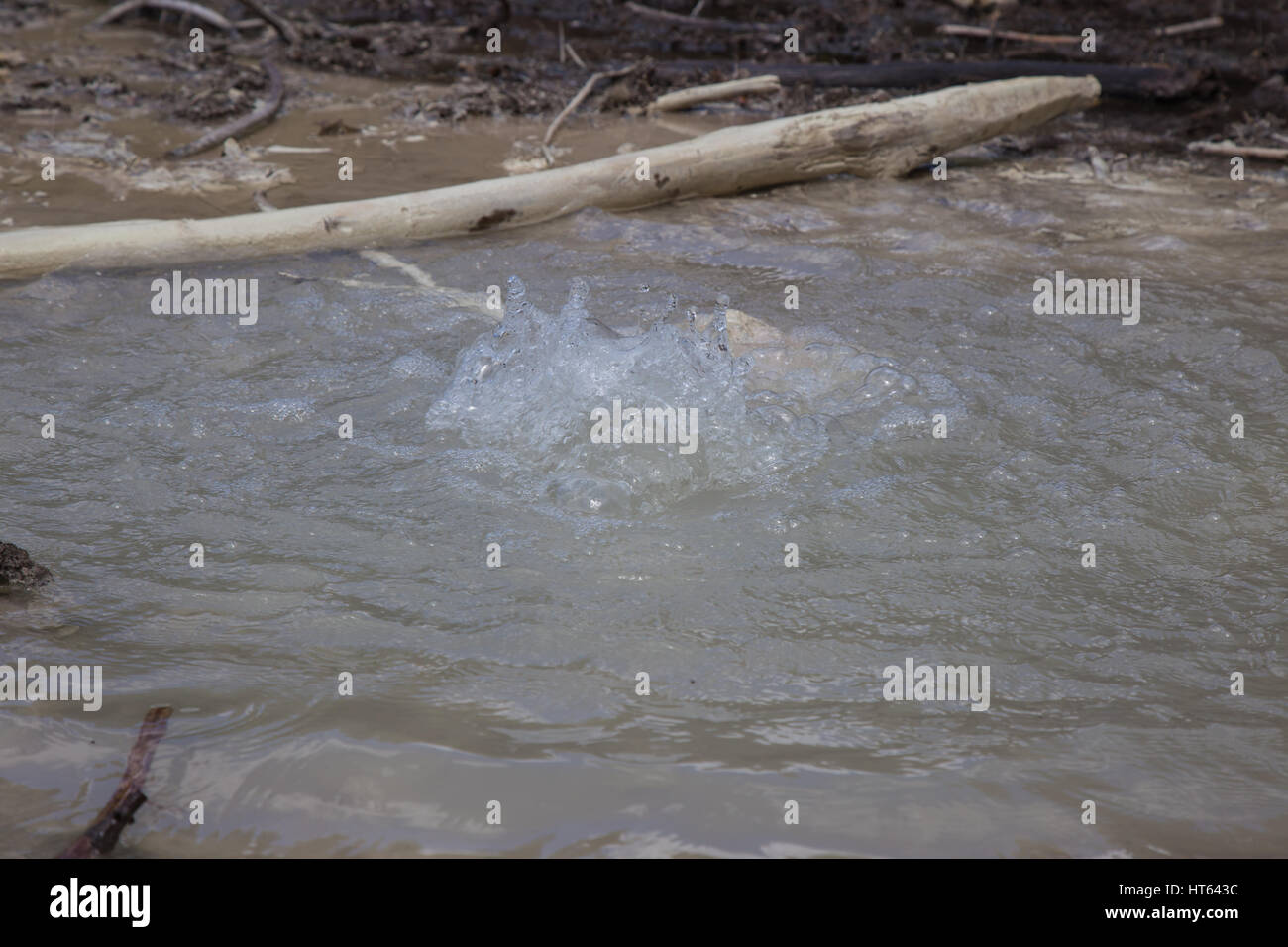 Sulphurous water bubbling in the nature reserve of Monterano Stock ...