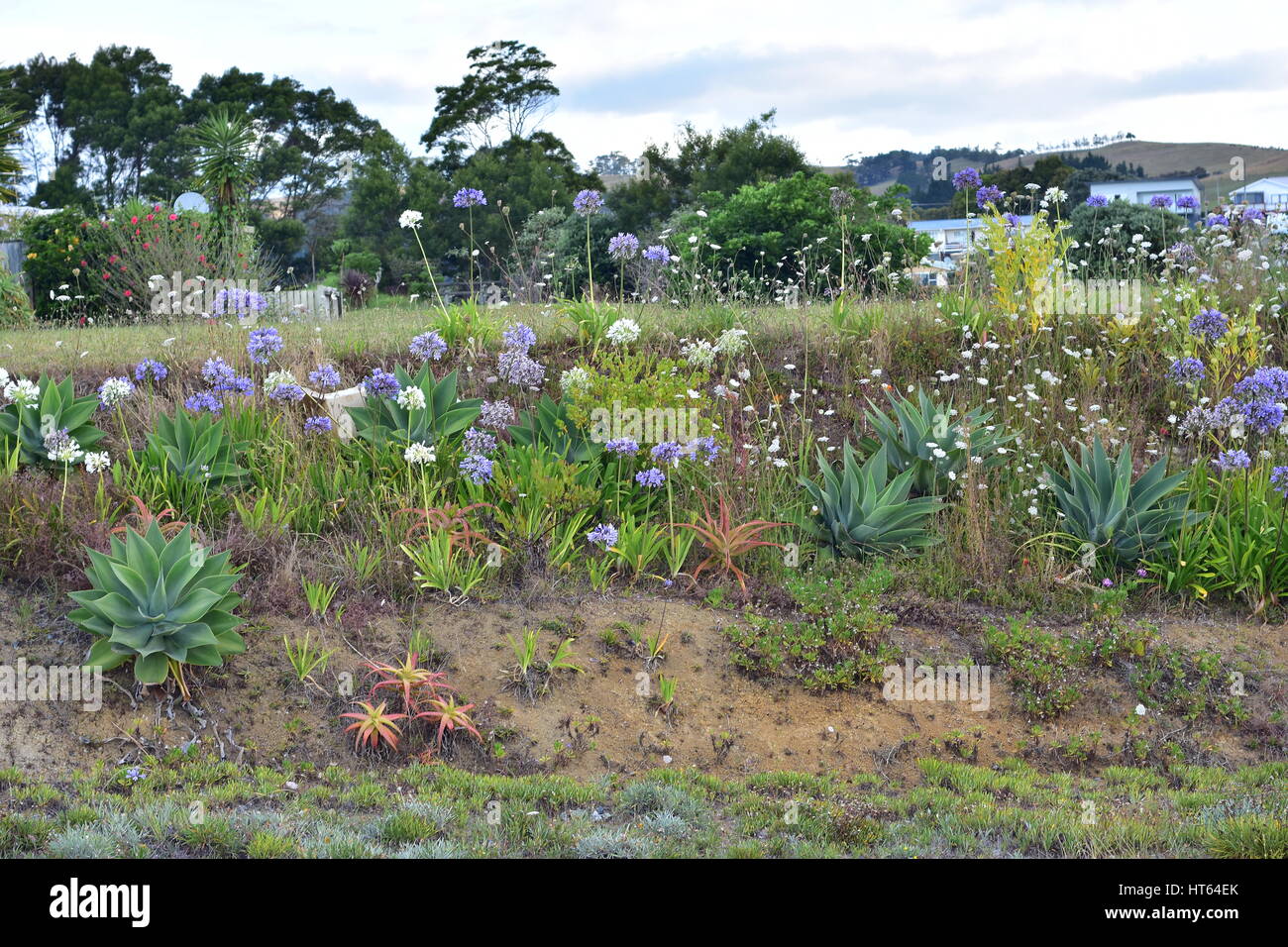 Best Plants To Prevent Soil Erosion at Latanya Boring blog