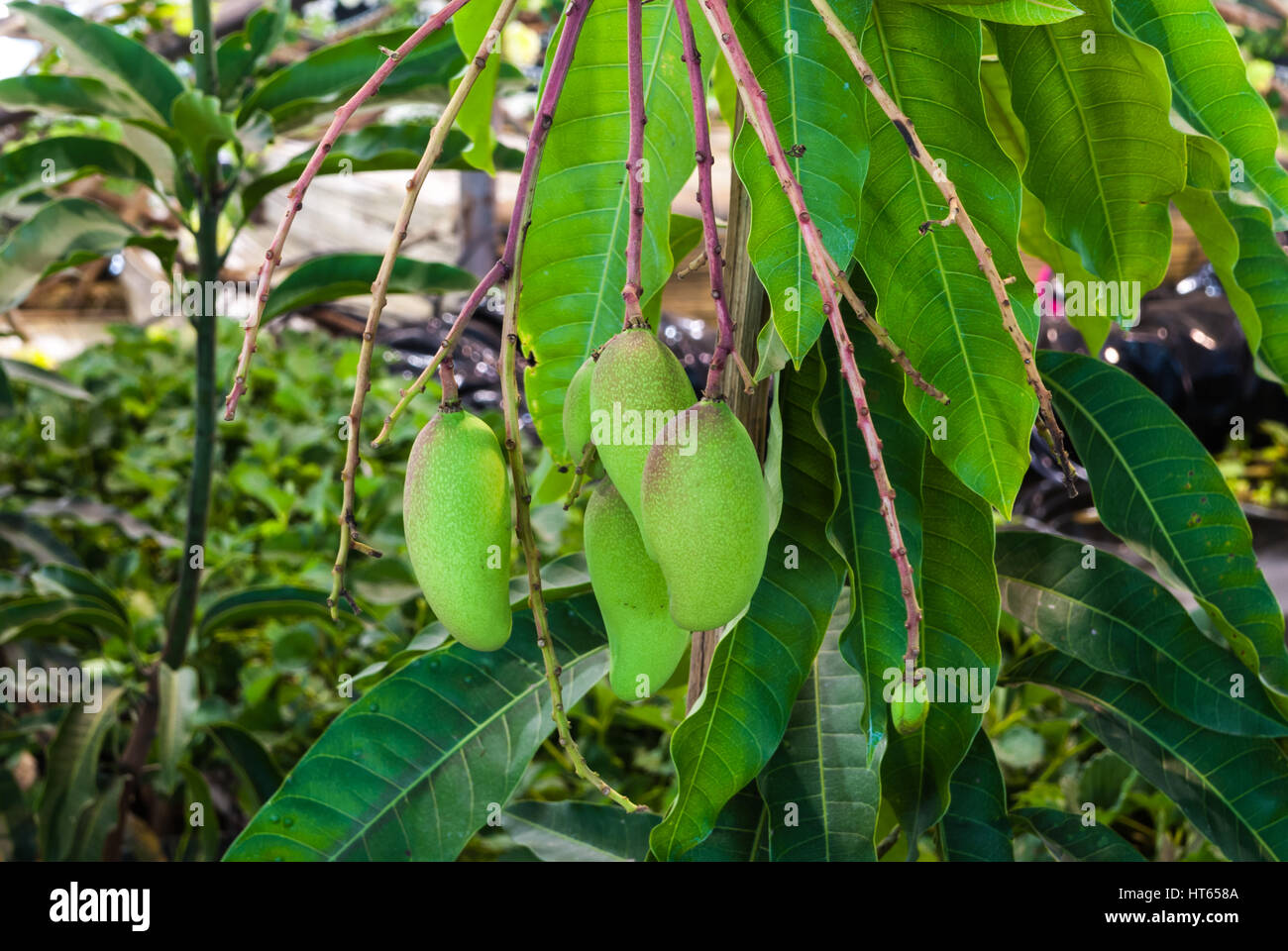 Mango hanging from tree hi-res stock photography and images - Alamy