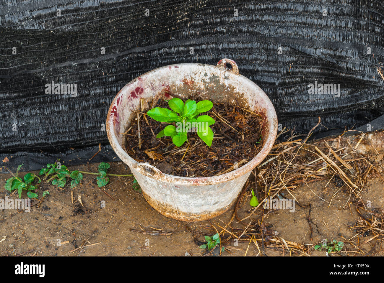 Fresh Green Small Lime Plant in Old Plastic Bucket Stock Photo - Alamy