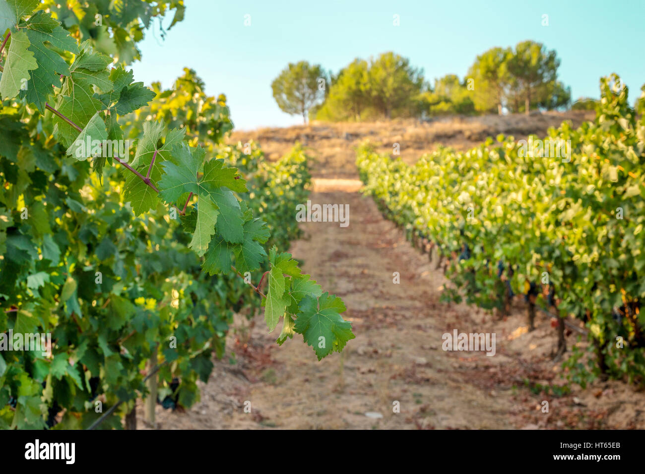 A vibrant photo of a green branch at a vineyard, HDR effect, selective ...