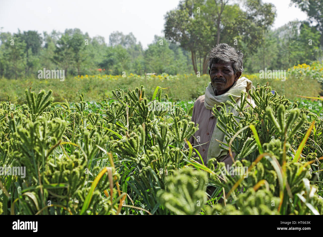 Finger millet hi-res stock photography and images - Alamy