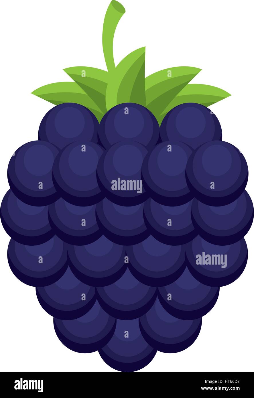 blackberry fruit healthy icon Stock Vector Image & Art - Alamy