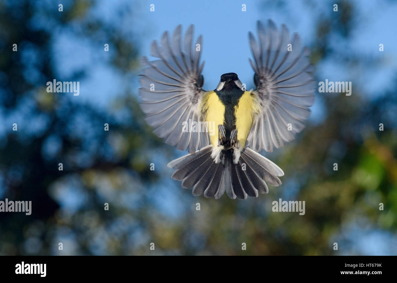 Parus major flight hi-res stock photography and images - Alamy