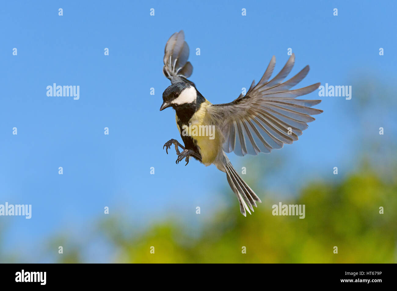 Parus major flight hi-res stock photography and images - Alamy