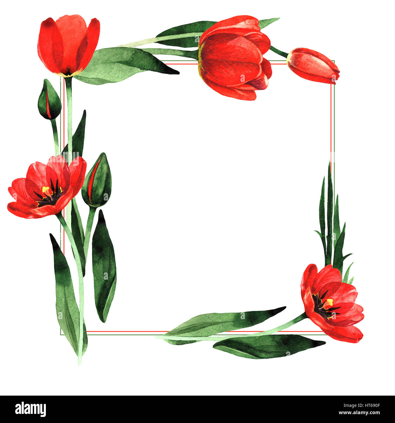 Wildflower tulip flower frame in a watercolor style isolated. Full name ...