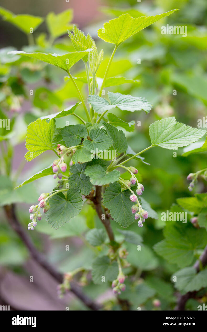 Bushes of a flowering currant in the open air grow close up in the ...
