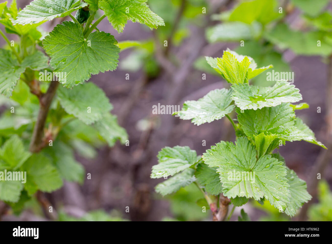 Bushes of a flowering currant in the open air grow close up in the ...