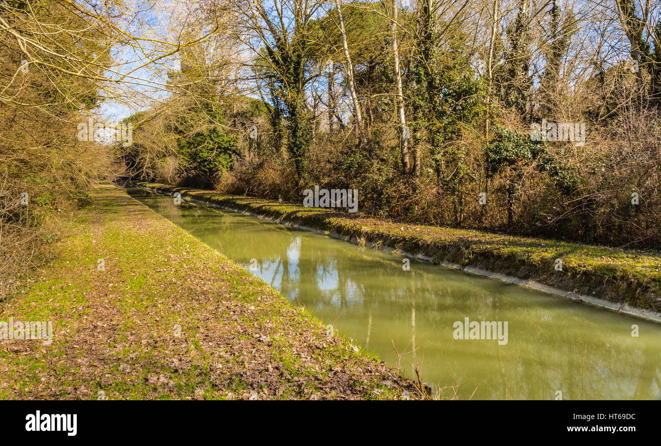 Water flowing in a channel through green pinewood Stock Photo - Alamy