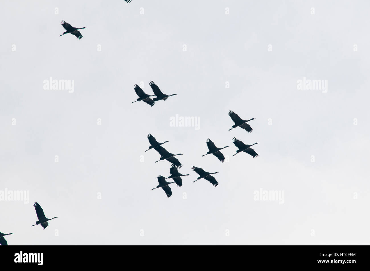 Common Cranes flying in late wintertime over northeastern Germany back ...
