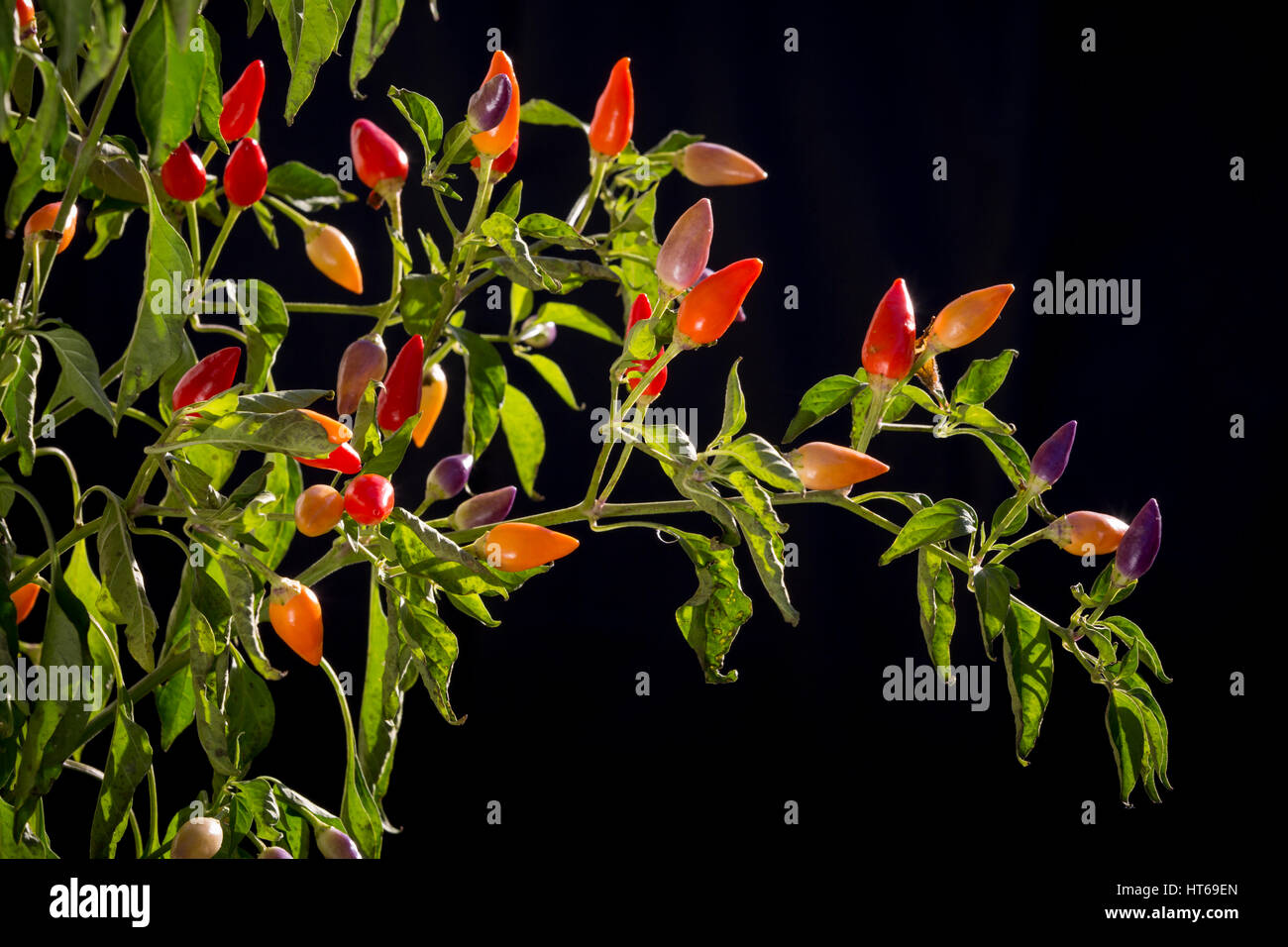 Chilli pepper "Numex Twilight" an edible and attractive plant growing ...