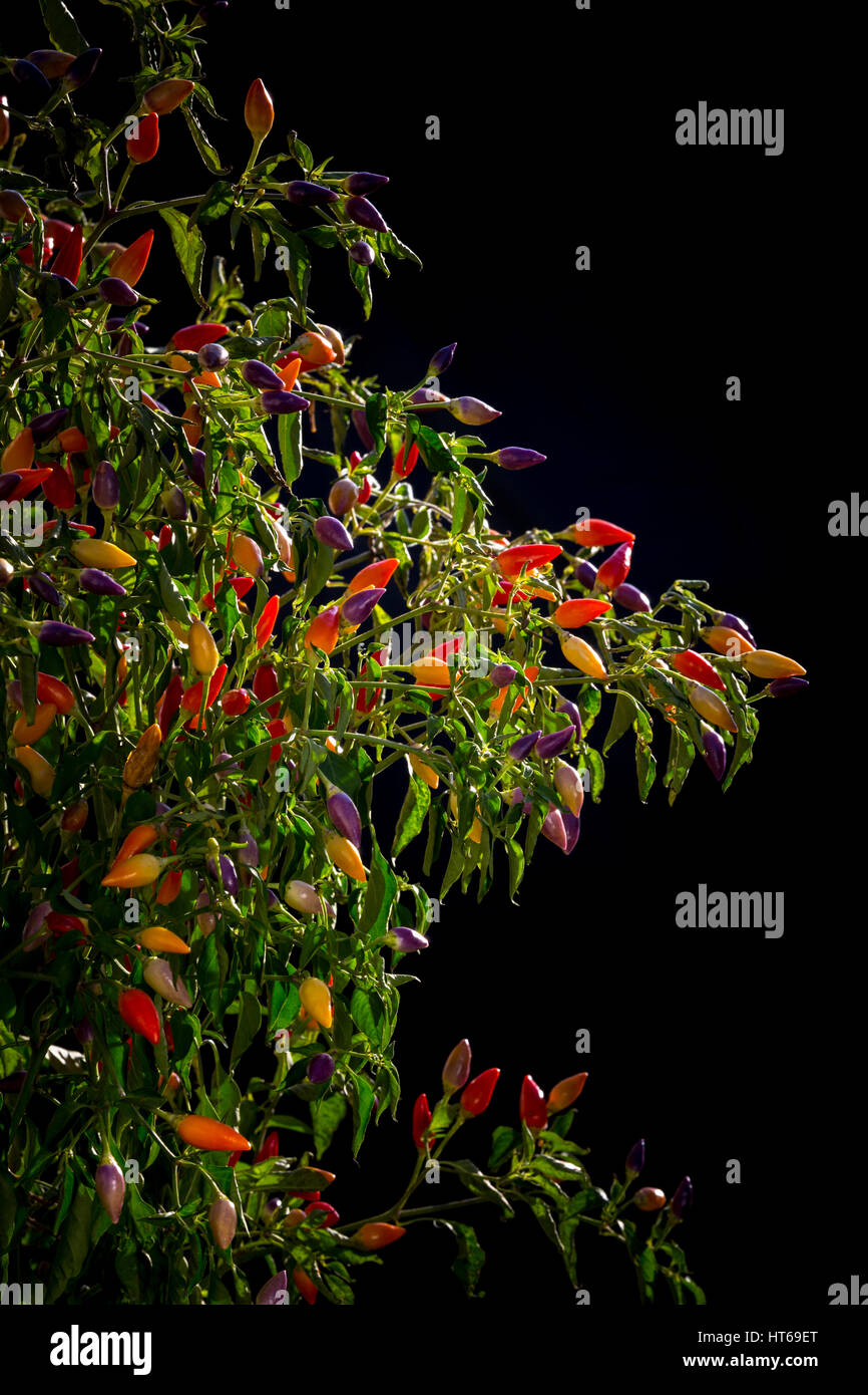 Chilli pepper "Numex Twilight" an edible and attractive plant growing ...