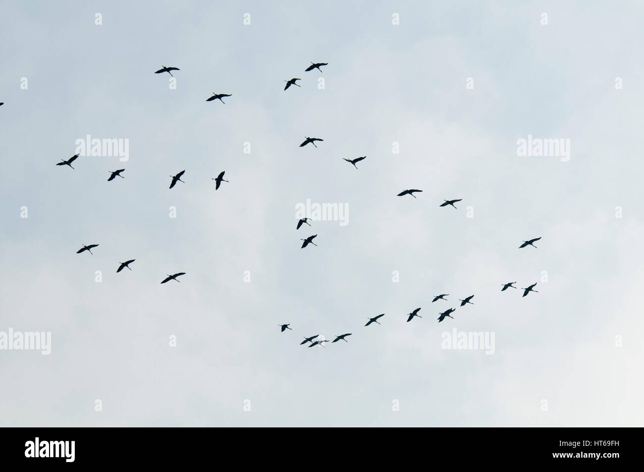 Common Cranes flying in late wintertime over northeastern Germany back ...